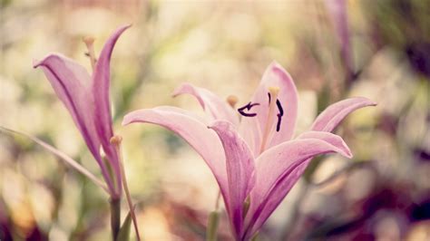 Fondos De Pantalla Primer Plano De Flor De Lirio Rosa Pétalos Brumoso
