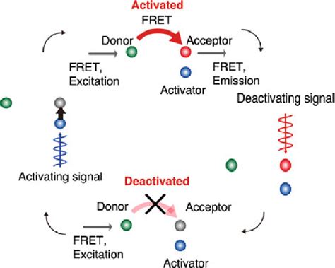 Schematic Illustration Of Optical Control Of Fret Download Scientific