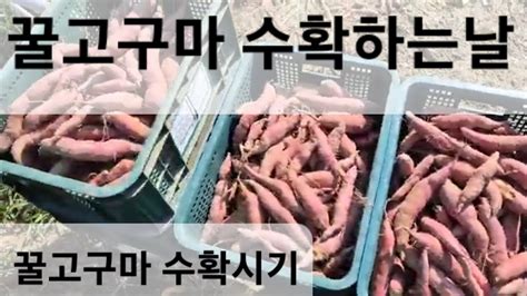 미니굴삭기로 🍠 고구마캐는날 고구마 고구마캐는날 고구마수확 고구마농사 꿀고구마 밤고구마 호박고구마 미니굴삭기 농업용미니굴삭기 귀촌생활 귀촌 전원일기