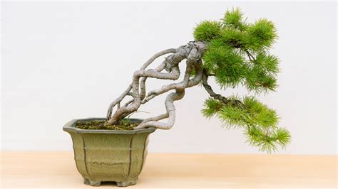 Understanding Kengai Bonsai Unveiling The Cascade Style Bonsai Arbor