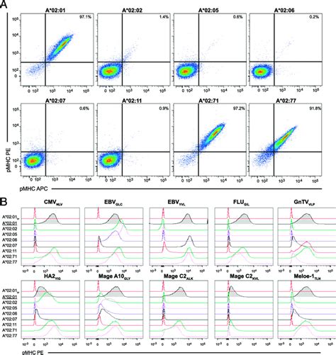 pmhc multimer staining of hla a 02 01 restricted t cell clones is