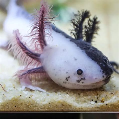 Chimera Axolotl Education Moore Exotics