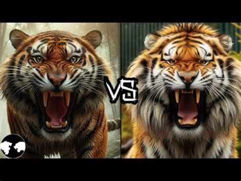 Bengal Tiger Vs Caspian Tiger Which Is More Stronger Youtube