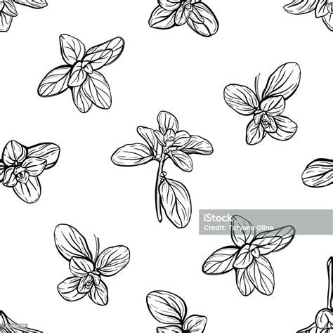 바질 매끄러운 패턴 이탈리아 허브 마조람의 잔가지 바질은 향기롭고 향기로운 조미료입니다 손으로 그린 일러스트레이션 나뭇가지에 대한 스톡 벡터 아트 및 기타 이미지 Istock