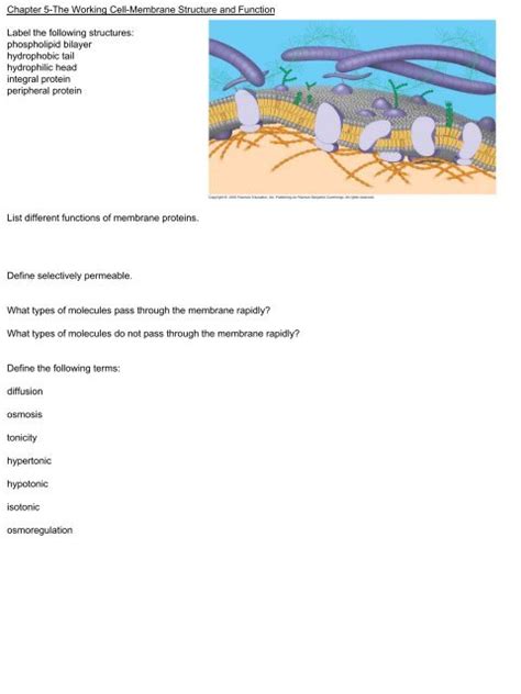Chapter The Working Cell Membrane Structure And Function