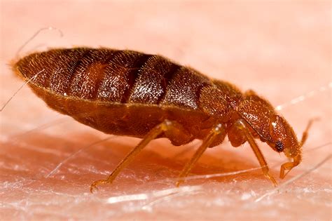 Bestand Adult Bed Bug Cimex Lectularius  Wikipedia