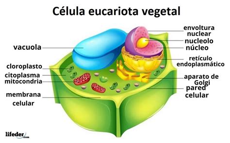 Celula Procariota Y Eucariota Artofit