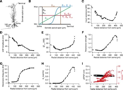 Base Model Of Rat Hippocampal Ca1 Pyramidal Neurons Showing Its Download Scientific Diagram
