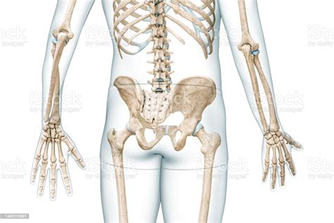 골반 또는 골반 거들 뼈 뒷면 보기에는 복사 공간이 있는 흰색으로 분리된 신체 3d 렌더링 그림이 있습니다 인간 골격 해부학 의료 다이어그램 골학 골격계 생물학 개념 3차원
