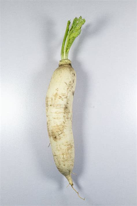 Modified Stem And Root For Education In Laboratory Stock Image Image Of Plant Agriculture