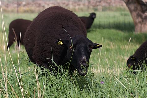Free Images Nature Grass Meadow Flower Wildlife Pasture Grazing