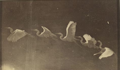 This Rare Albumen Print By French Scientist And Photographer Étienne