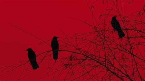 Red Crow Wallpaper