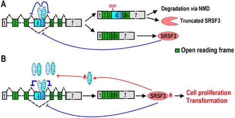 Model Of Srsf3 Expression Regulated By Ptbp1 And Ptbp2 Via Controlling