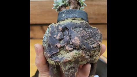 비젼다육 국민다육 다육식물 다육이 다육이판매 묵은둥이 다육이판매글 우주목 샹그릴라 호빛당인 마디바리트장미금수제화분 Youtube