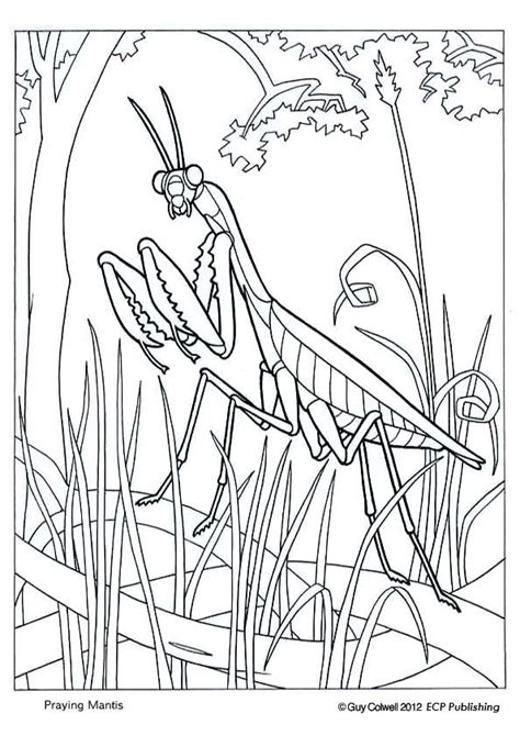 Praying Mantis Coloring Page Printable Printable Board Games
