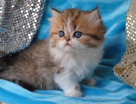Munchkin Persian Cat Munchkin Fold Kittens🐈🐱