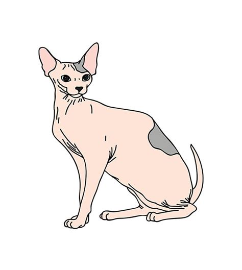 Sphynx Cat Vector Design Shop By Aquadigitizing