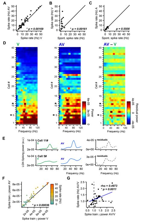 Audiovisual Stimuli Increase Spike Rate And Spike Train Gamma Power Of