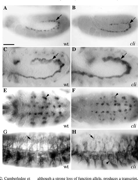 Cli Function Within The Mesoderm Is Relatively Specific To Sgp Cell
