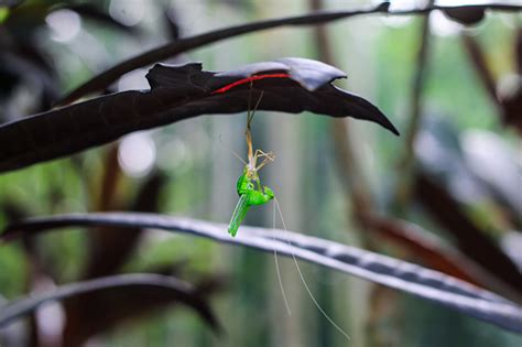 희귀 한 사진 녹색 메뚜기 자신의 껍질을 변경합니다 잔디 가벽지에 대한 잎에 껍질을 변경 변화와 새로운 삶의 개념 0명에 대한 스톡 사진 및 기타 이미지 Istock