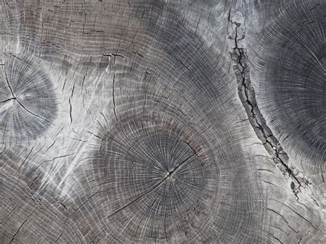 Premium Photo A Tree Stump With Rings Of Rings And Rings