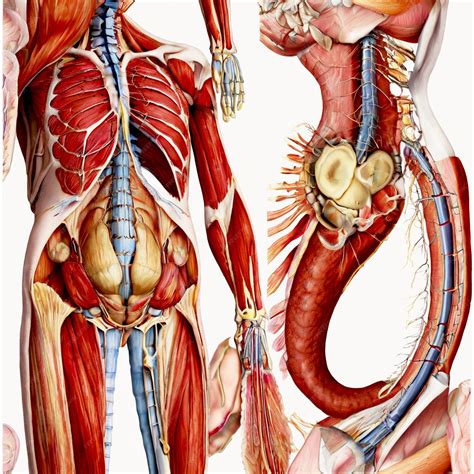 Menschliche Anatomie Modell Illustration Anatomie Visualisierung