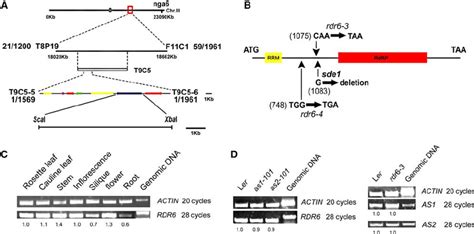 Molecular Identification Of The As2 Enhancer1 Gene Download Scientific Diagram
