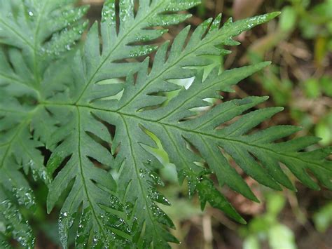 How To Propagate Hemionitis Cuspidata Propagate One