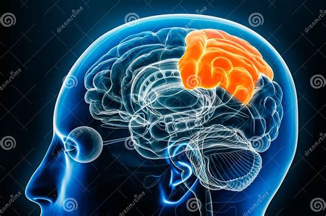 Parietal Lobe Of The Cerebral Cortex Profile View Close Up 3d Rendering Illustration Human