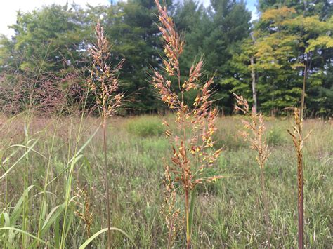 Indian Grass Sorghastrum Nutans Designs By Nature Up