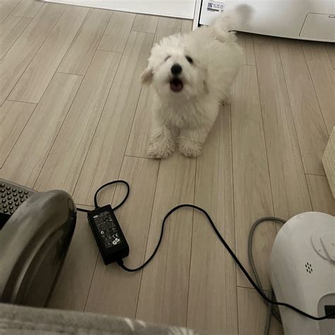 더러움 아 이 개새끼 유머 움짤 이슈 에펨코리아