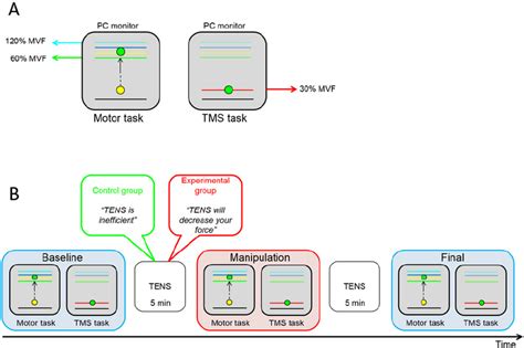 Schematic Representation Of The Experimental Set Up And Protocol A In Download Scientific