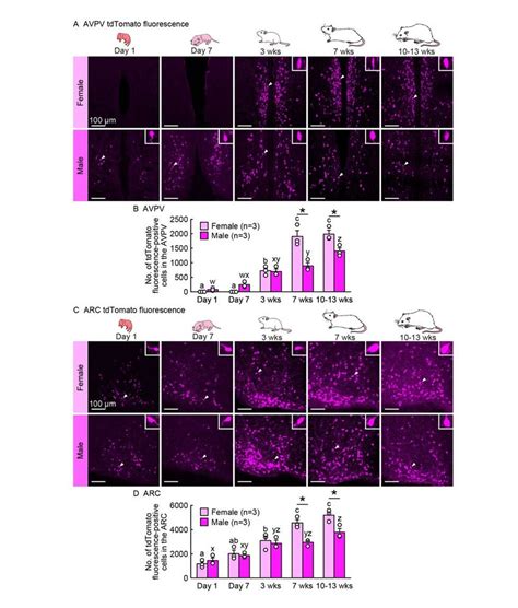 Developmental Increases And Sex Differences In Kiss1 Cre Activated Download Scientific Diagram