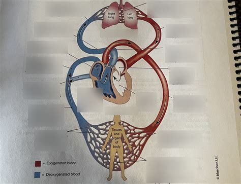 The Circulatory Pathways Diagram Diagram Quizlet