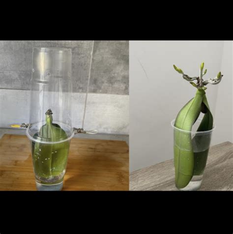 За да спасите умиращата орхидея обърнете я с главата надолу И аз не вярвах но пусна нови