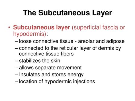Ppt Integumentary System Powerpoint Presentation Free Download Id