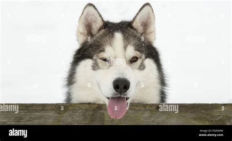 Running Hare In A Field Stock Photo Alamy