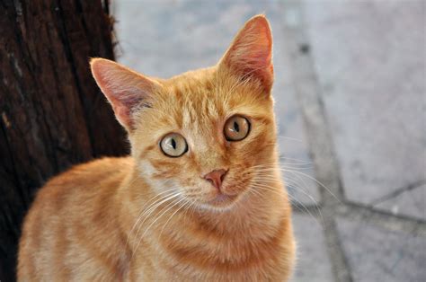 Imágenes Y Fotos De Gatos Bonitos Adorables Y Tiernos