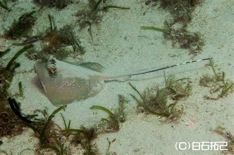 軟骨魚類アクエリアスの生物図鑑