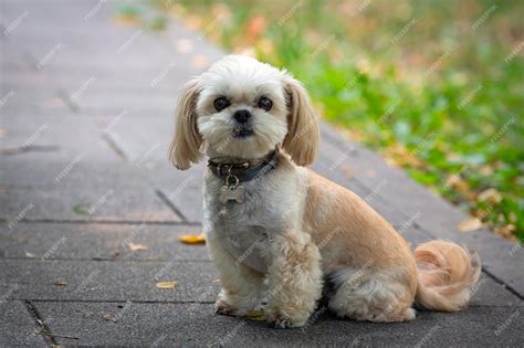 Shih Tzu Una Raza De Perros De Juguete Paseando Por El Parque