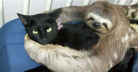 Disapproving Cat And Creeper Sloth Judge You Imgur