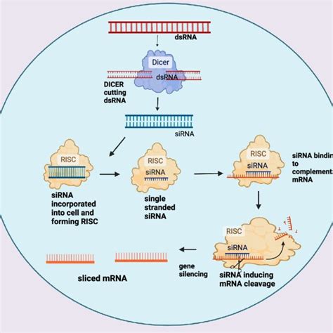 Sirna Gene Silencing Using Dicer Enzyme To Cut Double Stranded Rna And