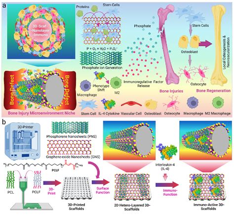 Figure 1 From 3d Printed Scaffolds With 2d Hetero Nanostructures And Immunomodulatory Cytokines