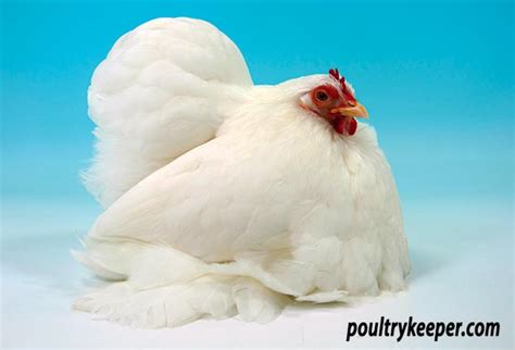 Pekin Bantams