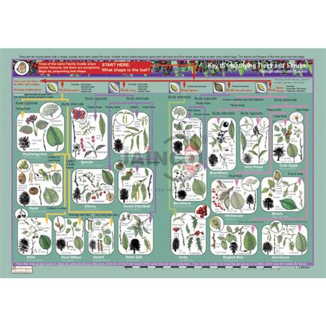 Key To Identifying Trees And Shrubs Manufacturer Supplier Exporter