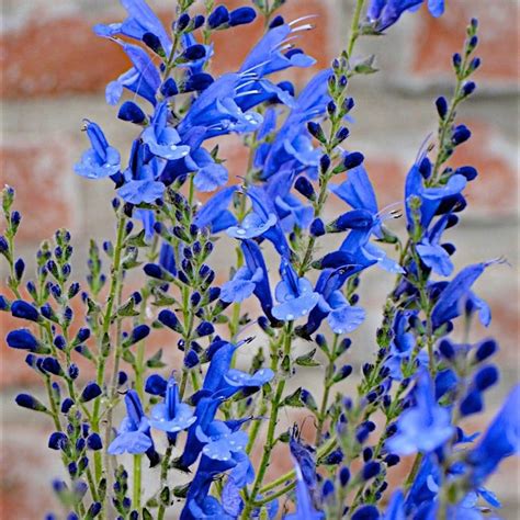 Buy Sage Salvia Blue Butterflies £9 99 Delivery By Crocus