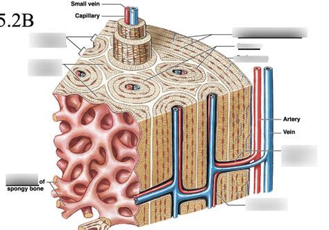 Amatony Exam Compact And Spongy Bone Diagram Quizlet