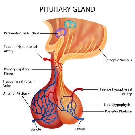 Simple Pituitary Gland Diagram