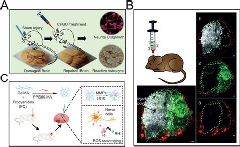 Injectable In Situ Polymerized Hydrogel A Download Scientific Diagram